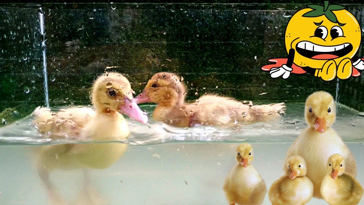 Anak Bebek Lucu Berenang Di Akuarium,Itik Lucu,Angsa Lucu, Entog Lucu ...