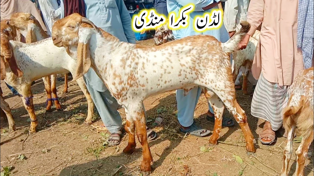 ludan bakra mandi fresh rate\makhi China bakra\shoukat goat farm - YouTube