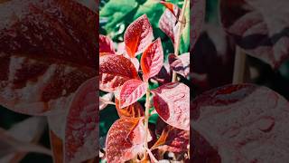 Red leaves Plant🪴 lal jharri#Alternanthera plant #viralshort#youtubeshorts