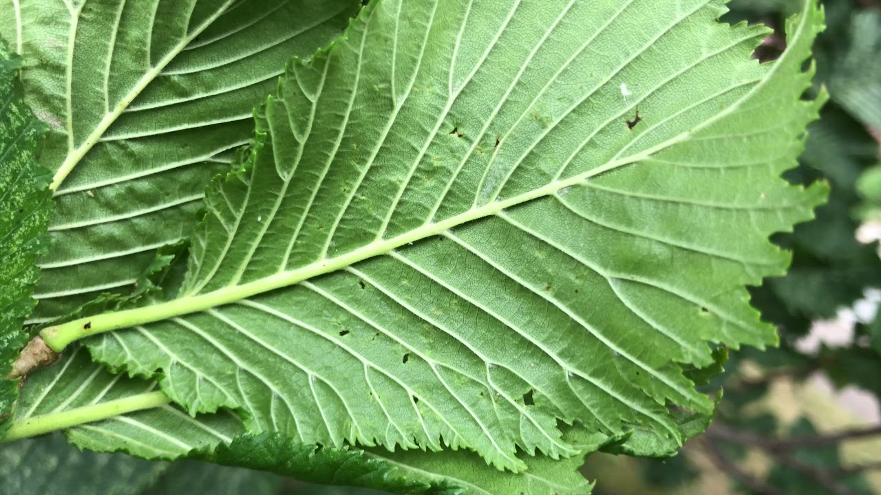 Exeter elm - underside of leaf close up - August 2021 - YouTube