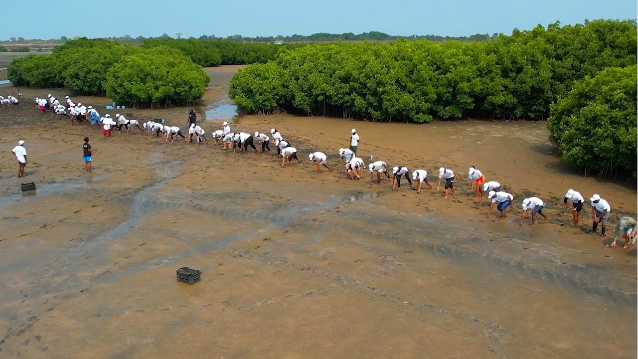 ATLANTICO - Plantação de Mangais (Ilha do Mussulo) - YouTube