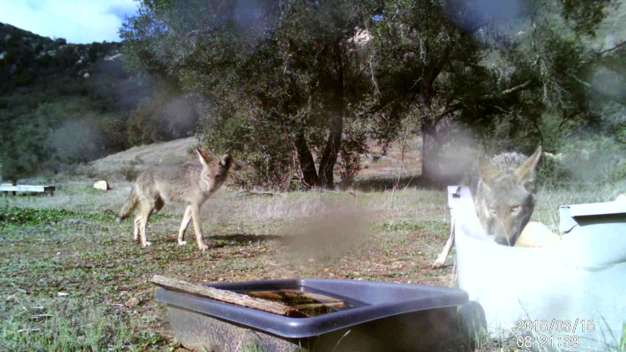 coyotes out this morning - YouTube