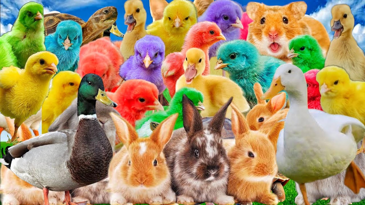 Catch rainbow chicks, colorful chicks, rainbow chickens, turtles, ducks ...