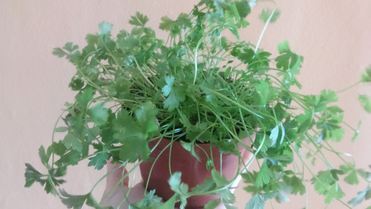 COMO GERMINAR SEMENTES DE SALSA MAIS RÁPIDO EM 10 DIAS. - YouTube