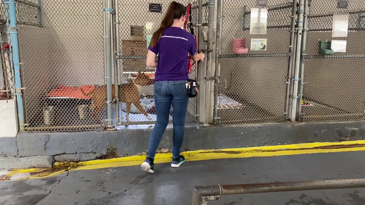 How To Take a Dog Out of Kennel with SLIP LEAD - YouTube