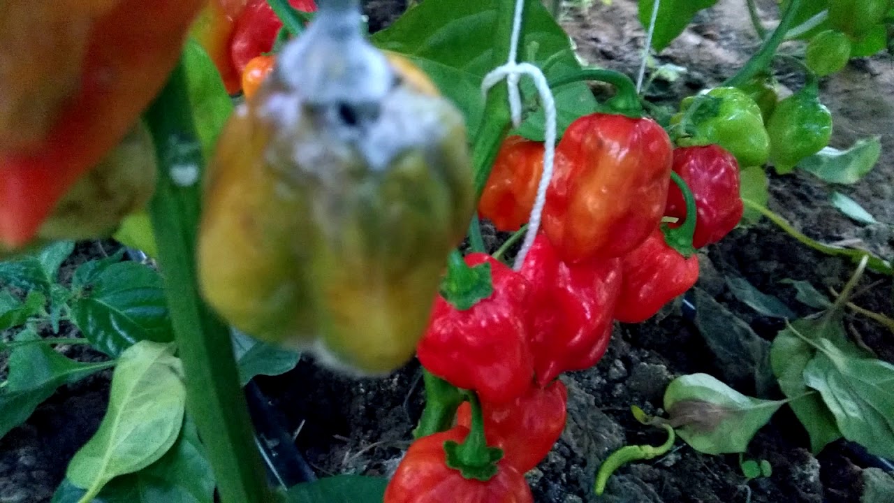 Organska proizvodnja najlucih paprika u plasteniku - YouTube