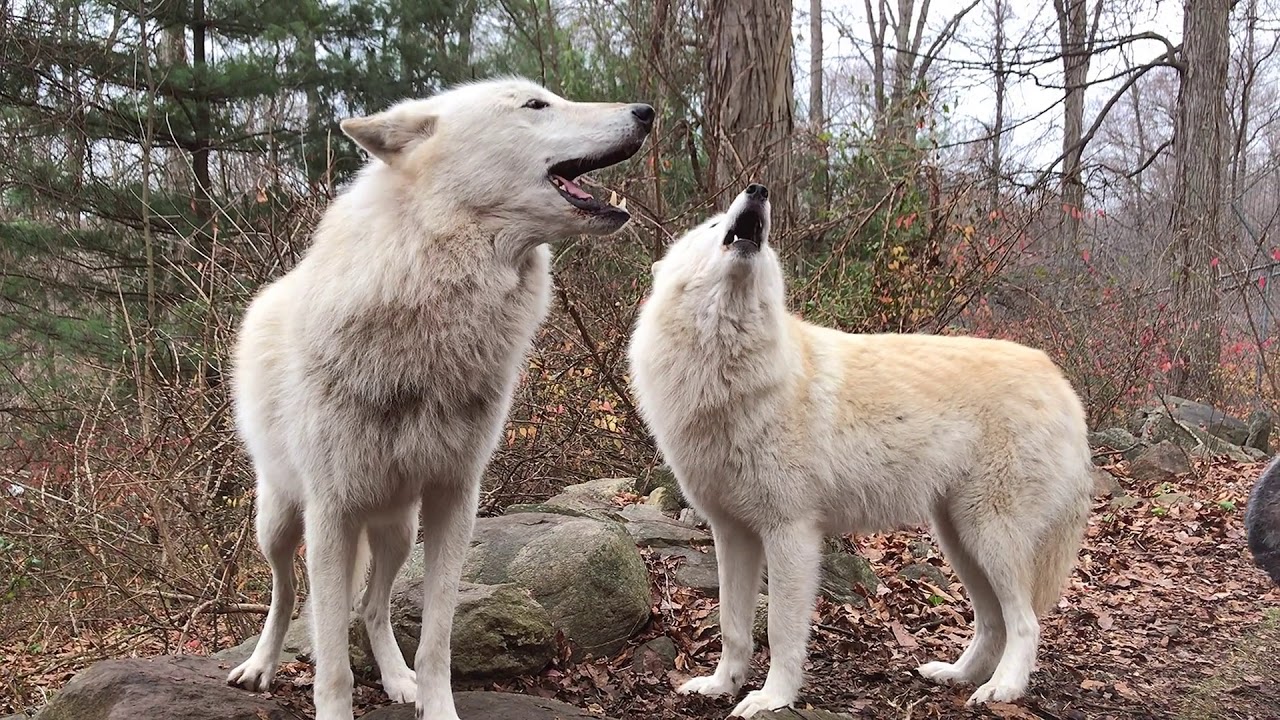 Howling Wolves Prove to be Perfectly Pitched Pair - YouTube