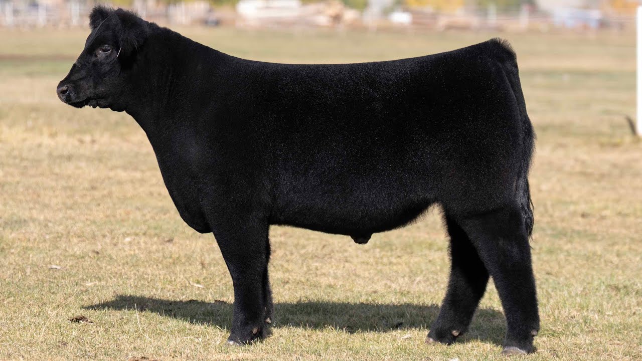 LECLAIR 250 - YouTube