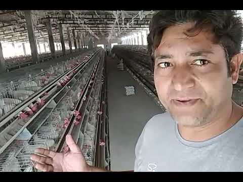 Layer farming management - YouTube