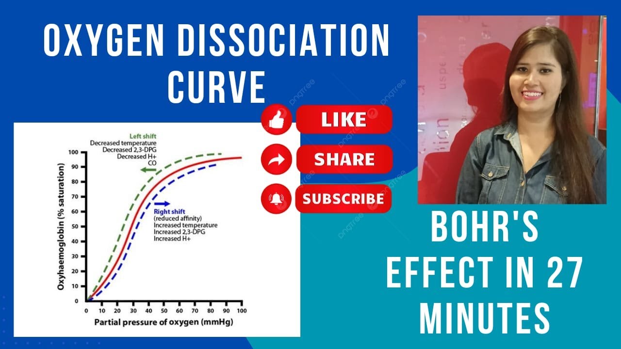Oxygen Dissociation Curve #NEET #Bohr's Effect #Breathing and ...