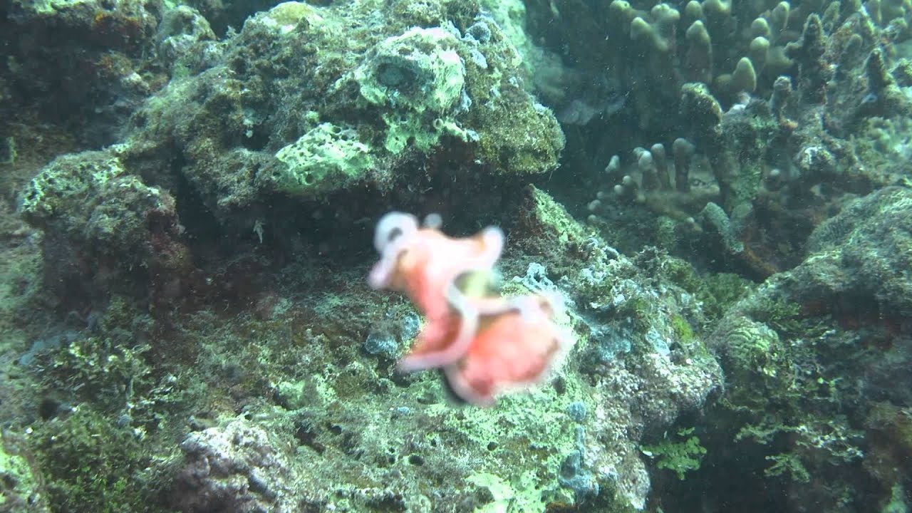 Kiamba Pacman Beach Resort - YouTube