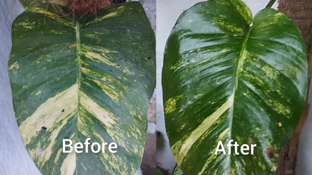 Homemade Process of Leaf Cleaning for Shining and Healthy Leaves ...