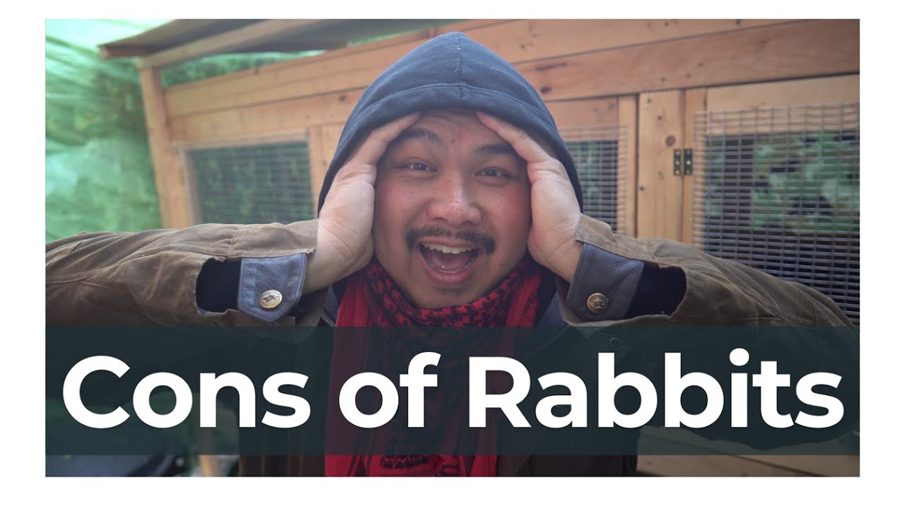 Cons of raising Rabbits - YouTube