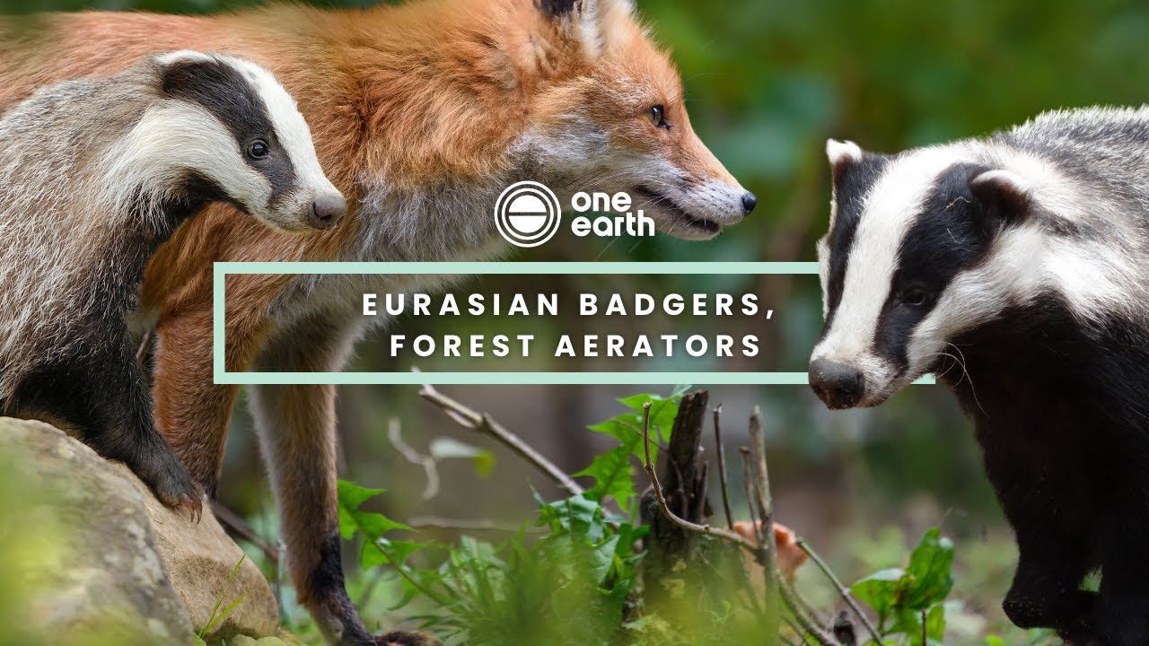 Eurasian badgers, forest aerators | One Earth - YouTube
