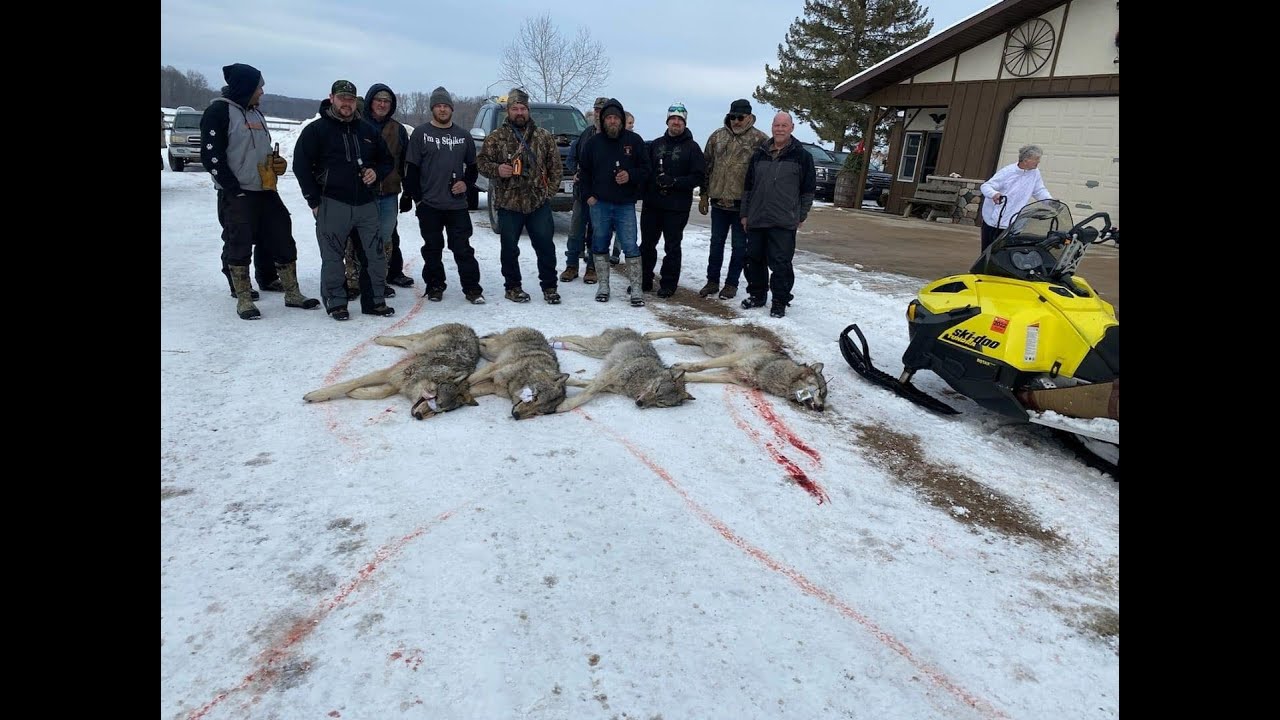 Wisconsin's Hound Hunt for Wolves: Day Two - YouTube