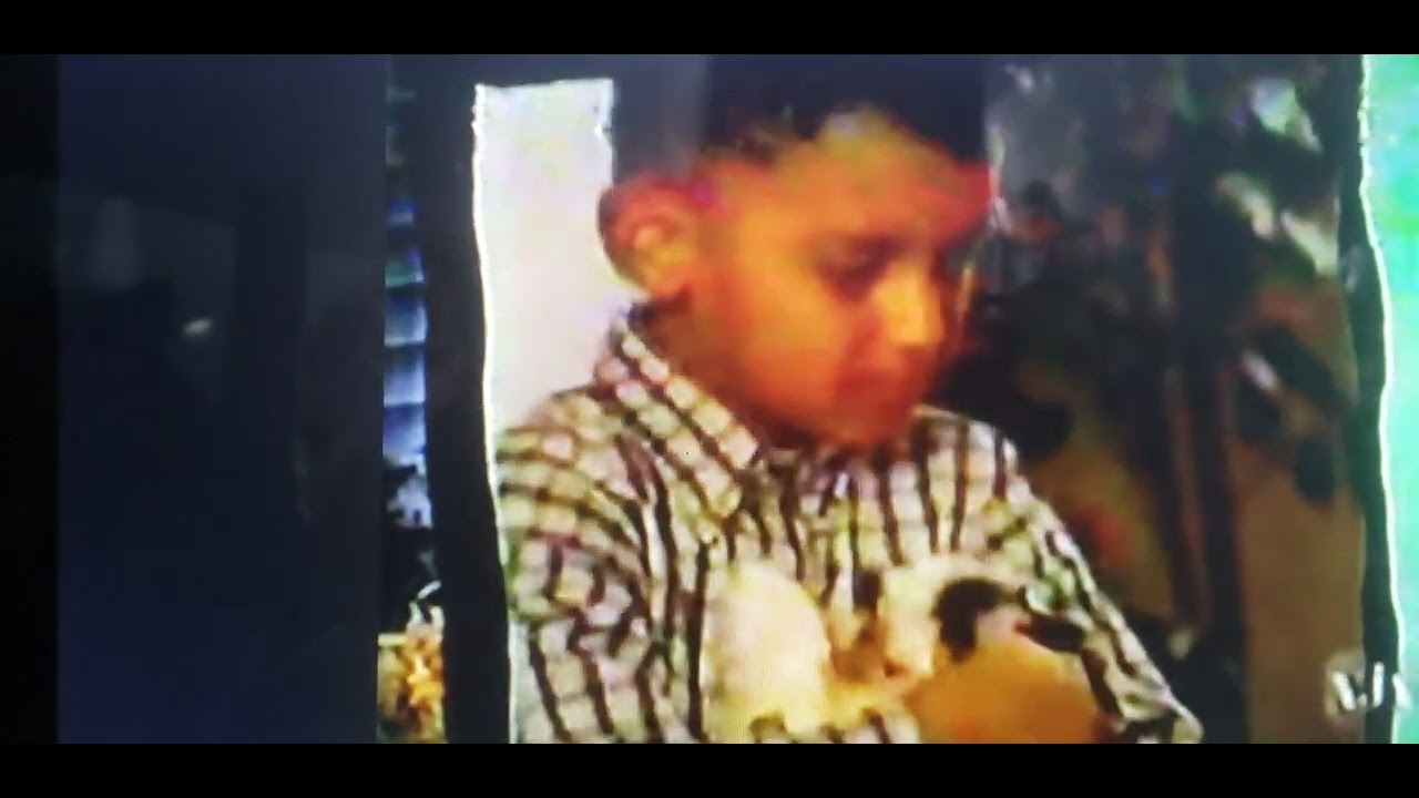 "Caillou"-- Rexy Shows Pets - YouTube
