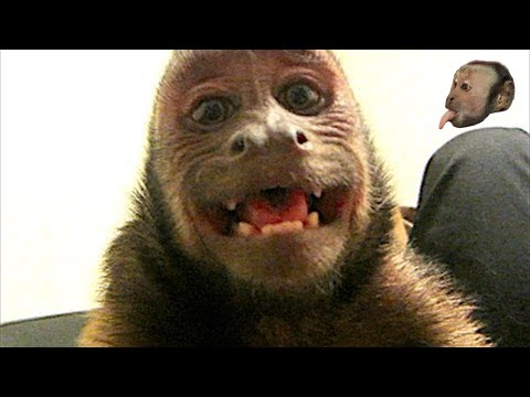 Monkey Mondays With MonkeyBoo! #3 - YouTube