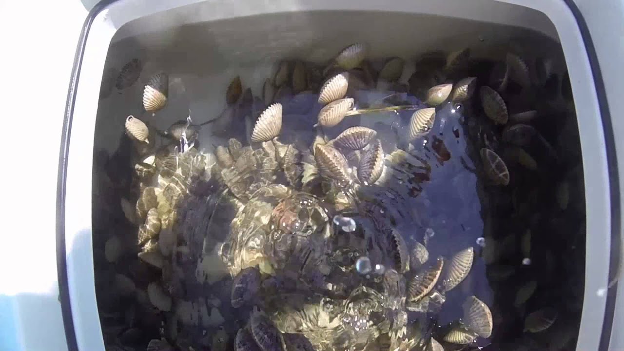 Homosassa Scalloping 2014 - YouTube