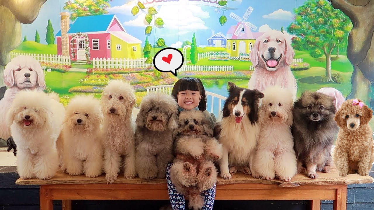 Kasih Makan Anjing Lucu | Bermain dengan Binatang Lucu | Heli Guk Guk ...
