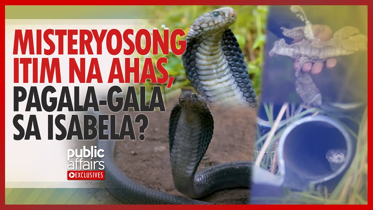 Misteryosong itim na ahas, pagala-gala sa Isabela? | Public Affairs ...