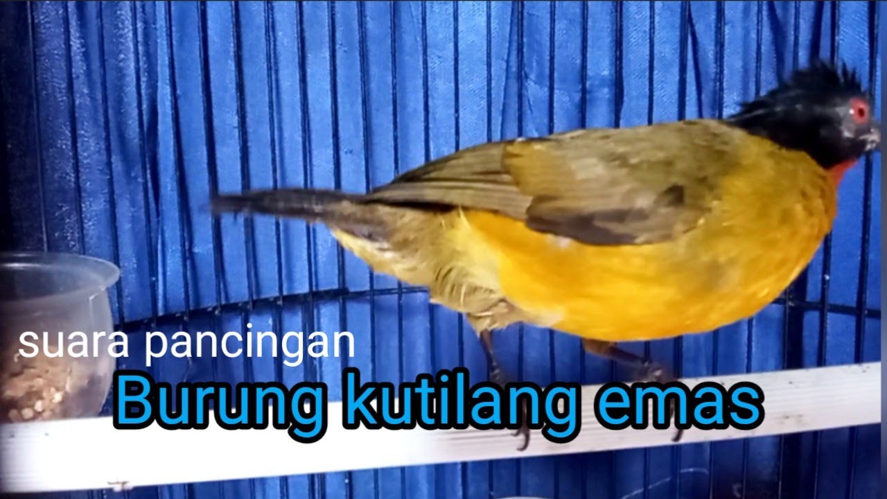 Burung kutilang emas - YouTube
