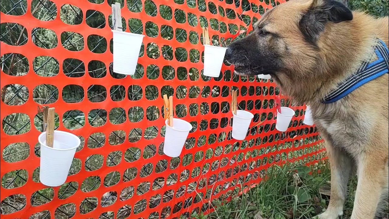 nosework #scent detection - YouTube