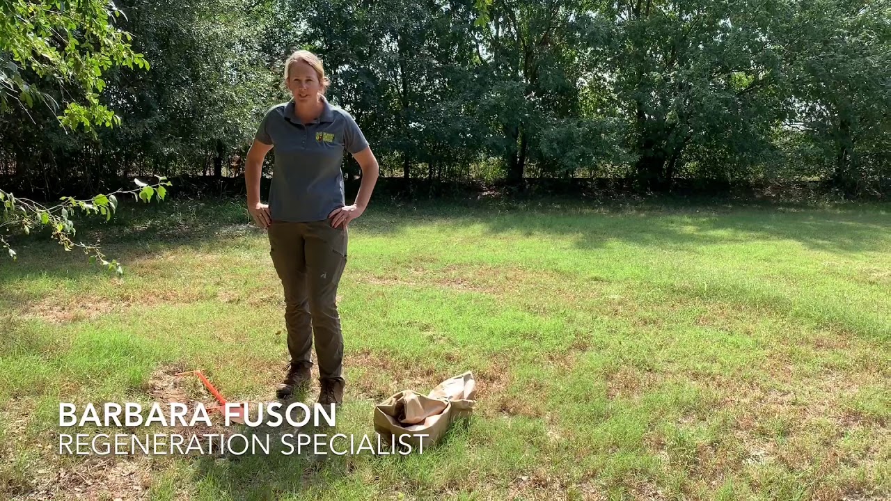 How to plant a bare-root seedling - YouTube