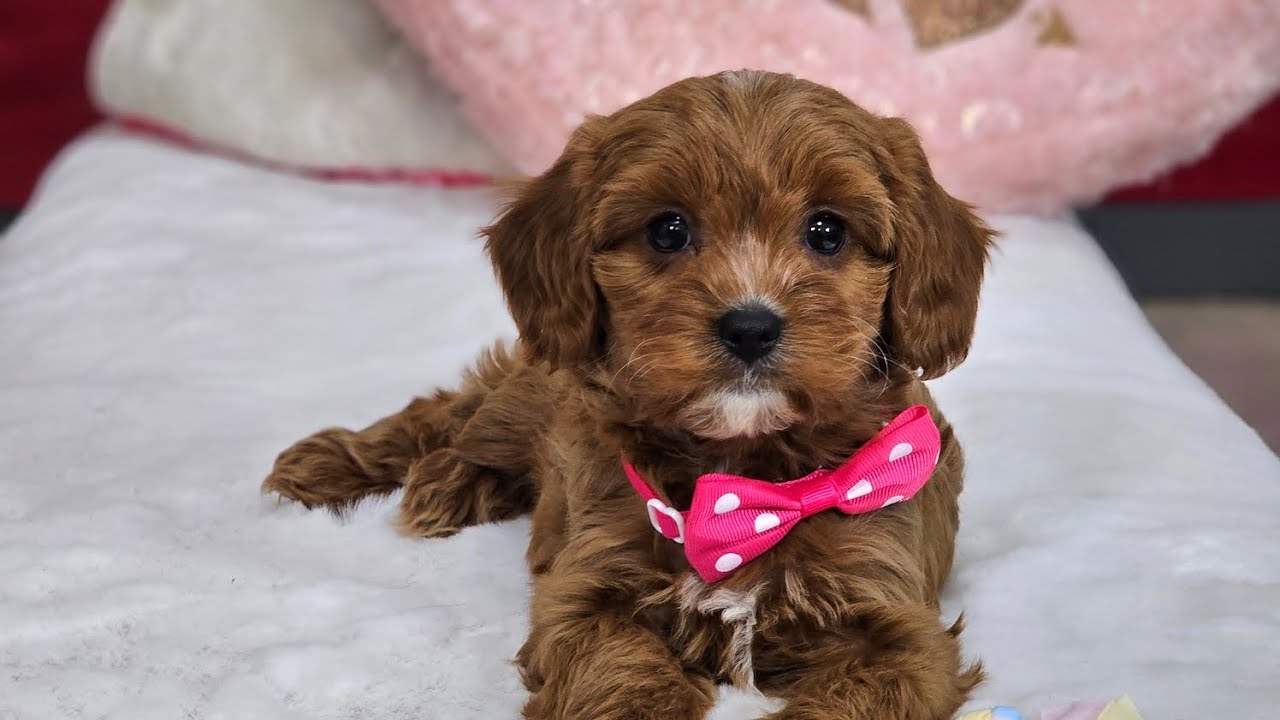 Sweetie the Cavapoo Puppy - YouTube