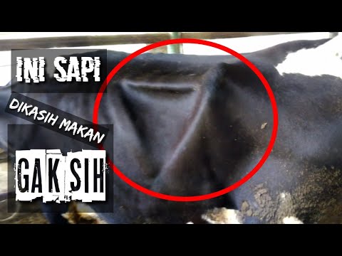 BCS Sapi perah **kurus** - YouTube