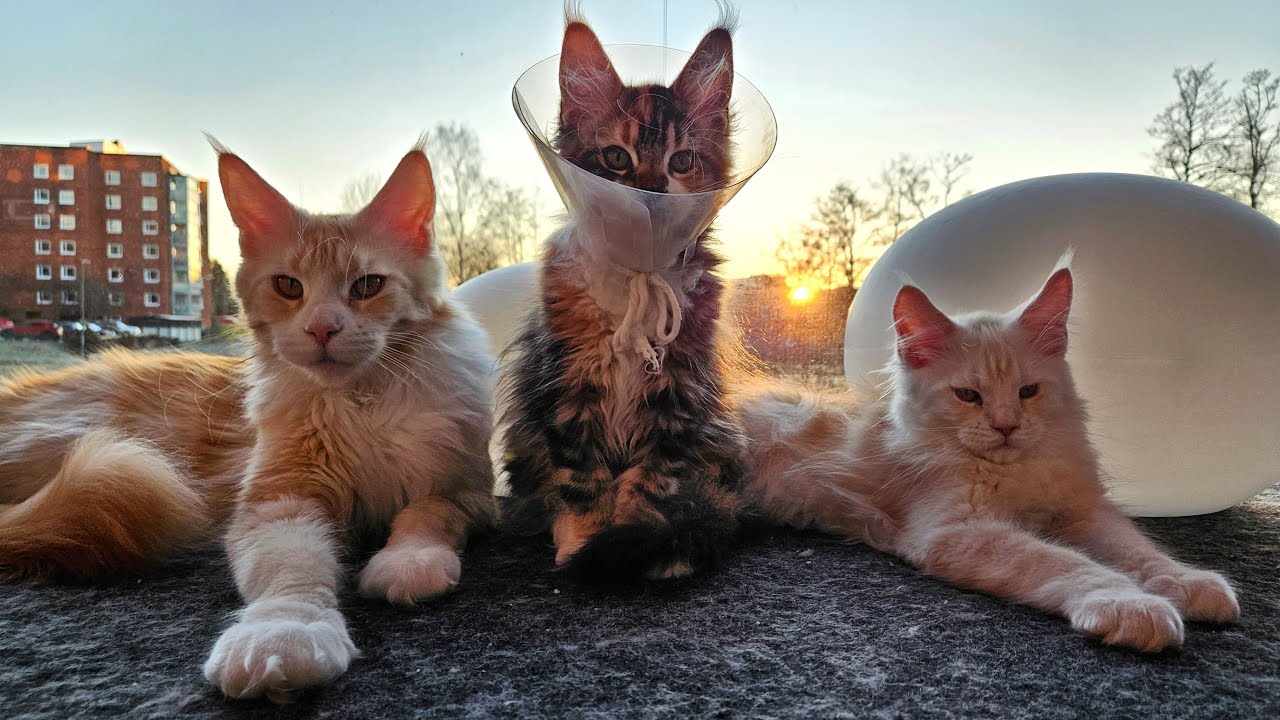 Maine Coon Kittens Relaxing In the Sunset! - YouTube