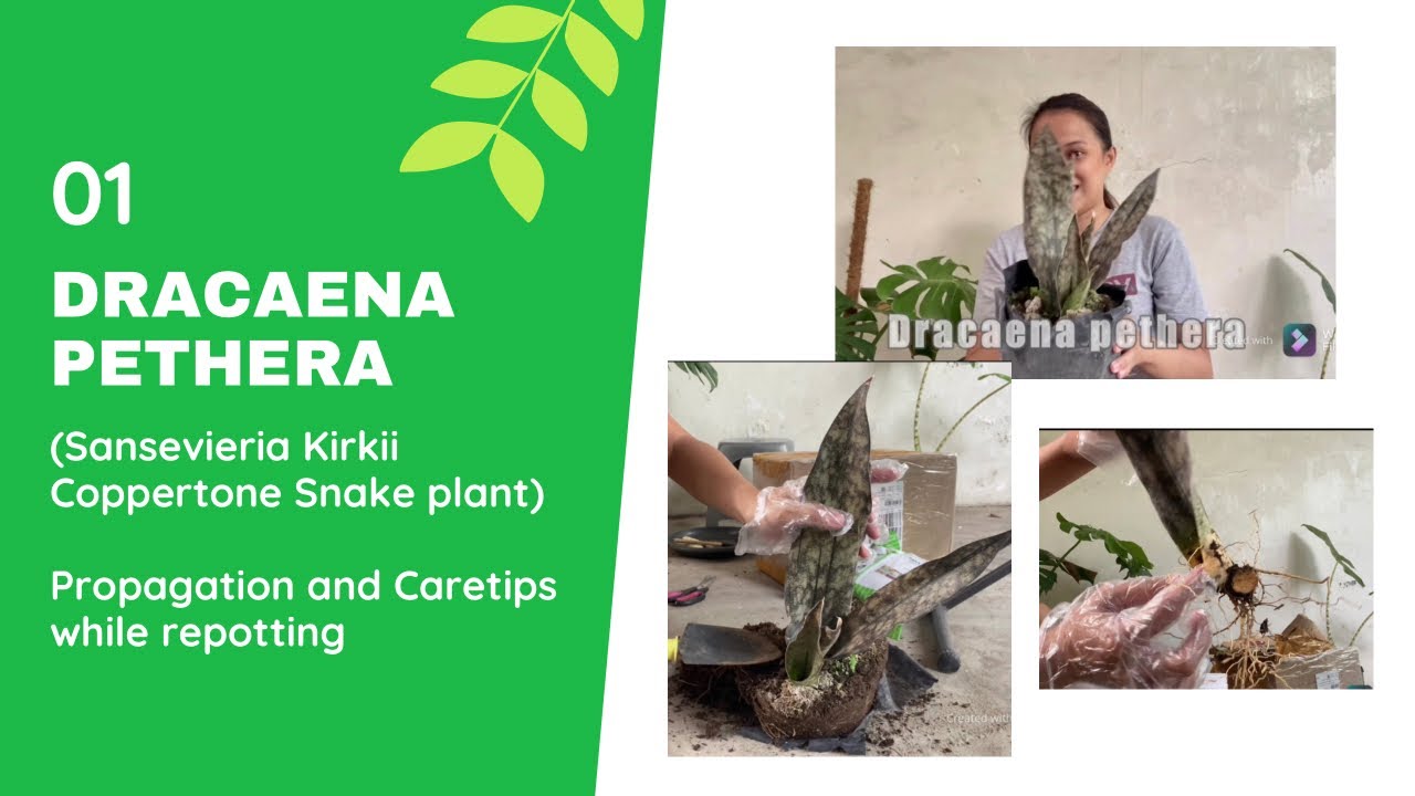 Sansevieria Kirkii Coppertone Snake plant (Dracaena Pethera ...