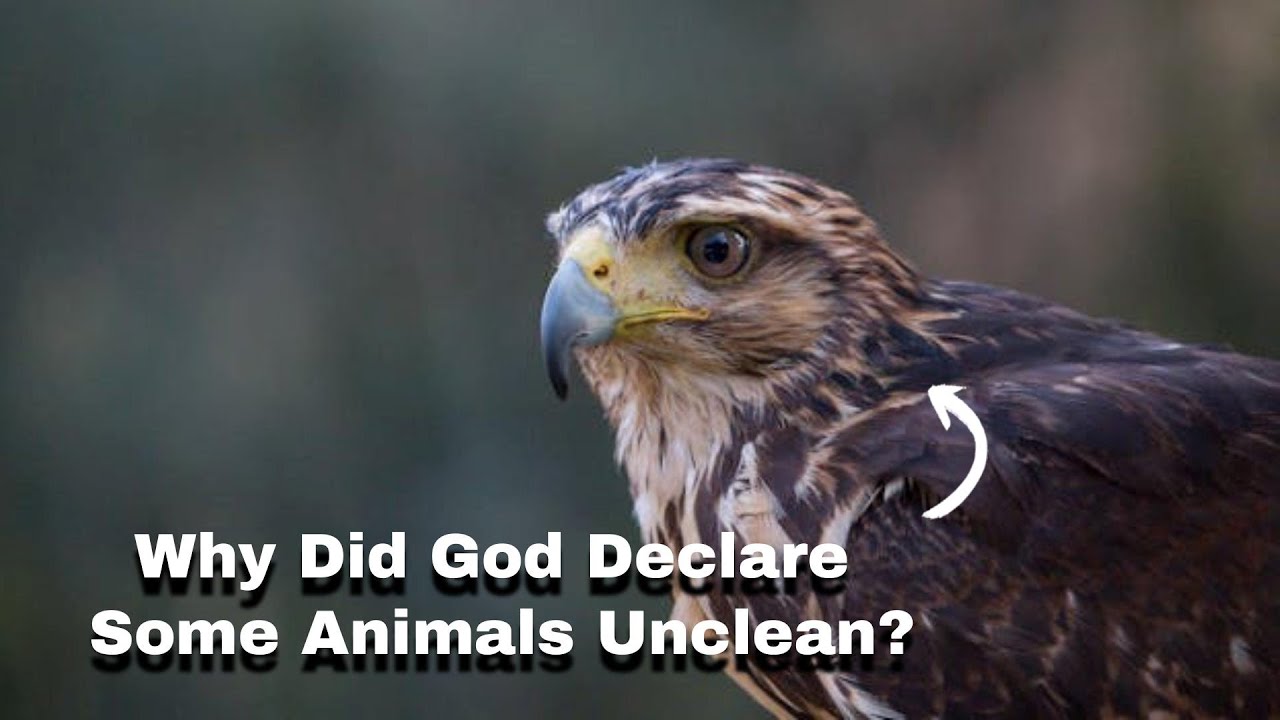 Clean and Unclean Animals: What Was the Purpose of These Laws ...