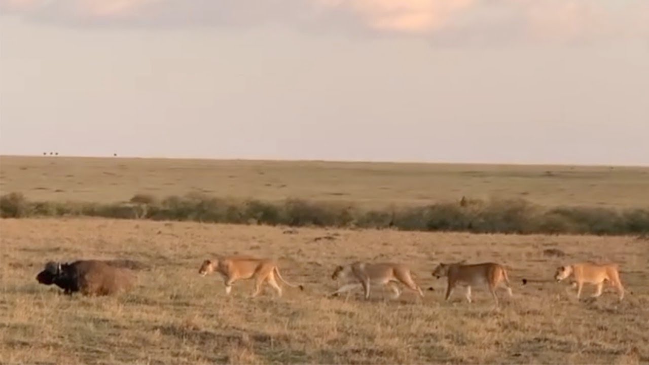 Buffalo bull shocked to see a whole lion pride behind his back - YouTube