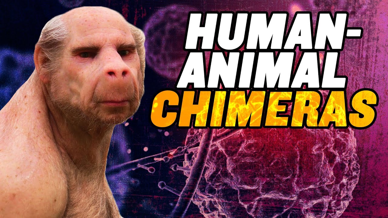 Human Animal Chimeras: US Senate OPPOSES Ban - YouTube