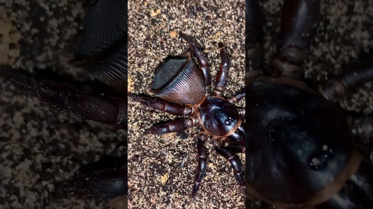 Oreo butt spider! Cyclocosmia latusicosta - YouTube
