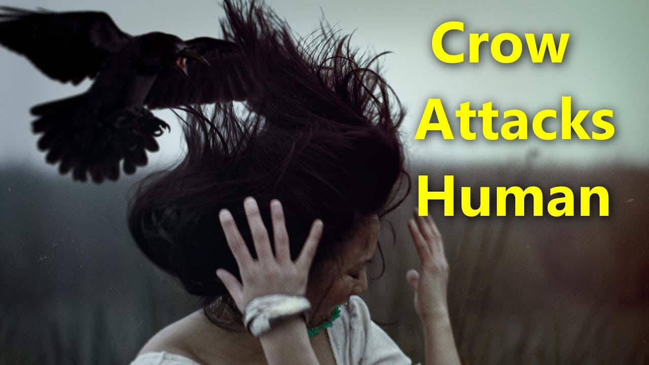 Crow Attacks Human - Funny Video from India - YouTube