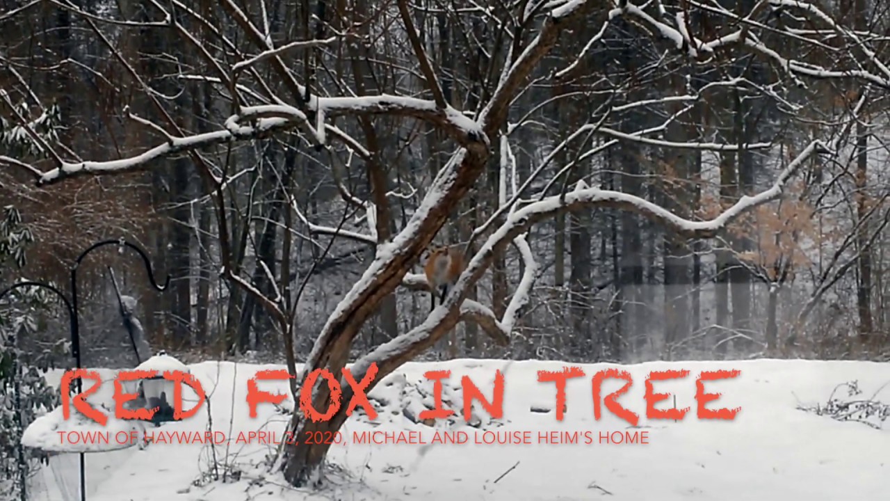 Red Fox climbs tree in Town of Hayward - YouTube