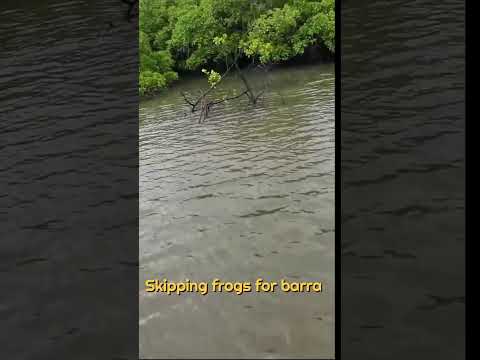 Skipping frogs for Barramundi #fishing #casting #barramundi - YouTube