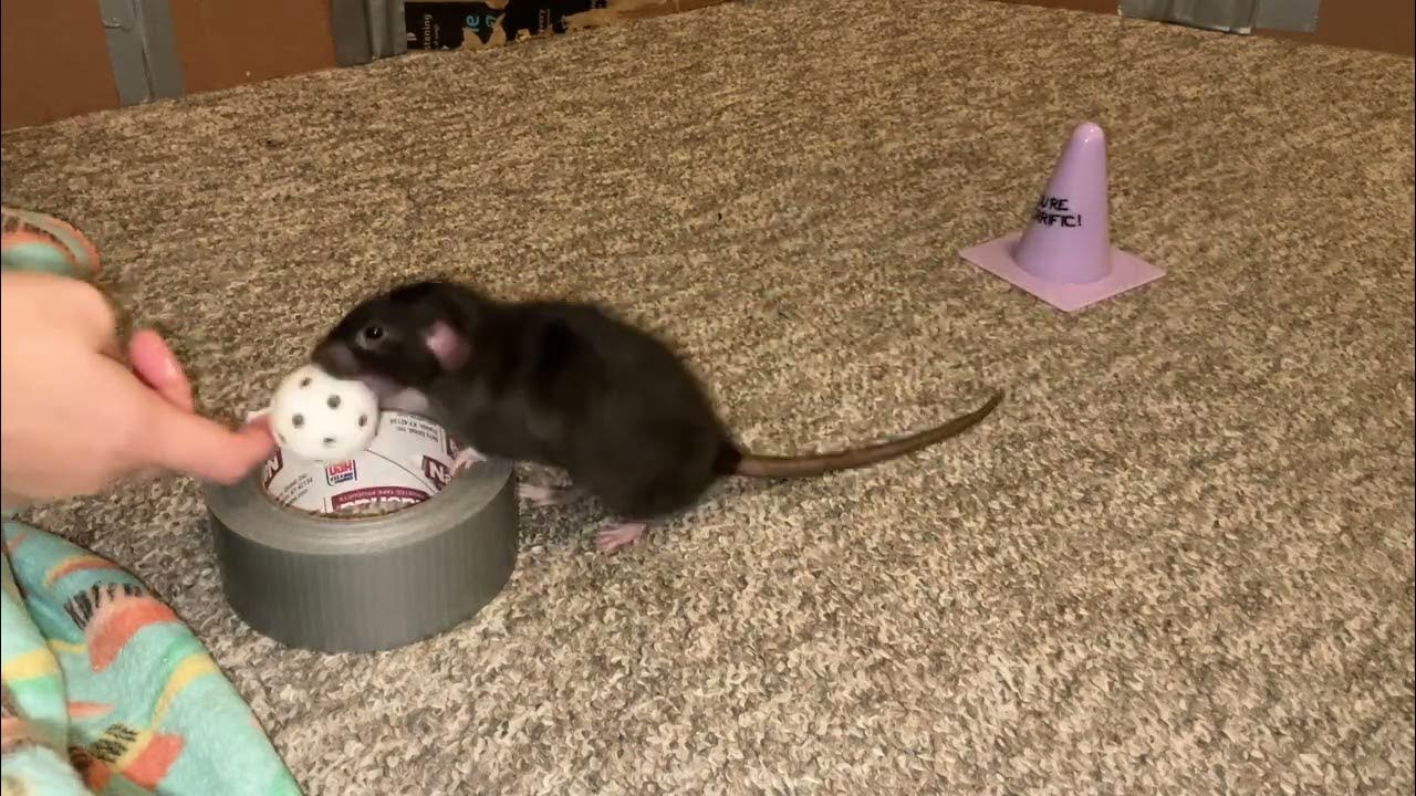 My pet rat Cracker is learning to do loops - ie fetch a ball around a cone! - YouTube