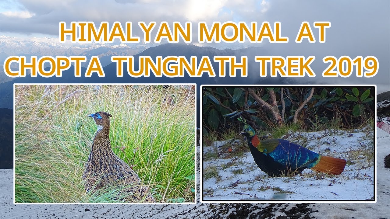 Himalayan Monal Bird / Chopta Tungnath Trek 2019 / tungnath temple ...