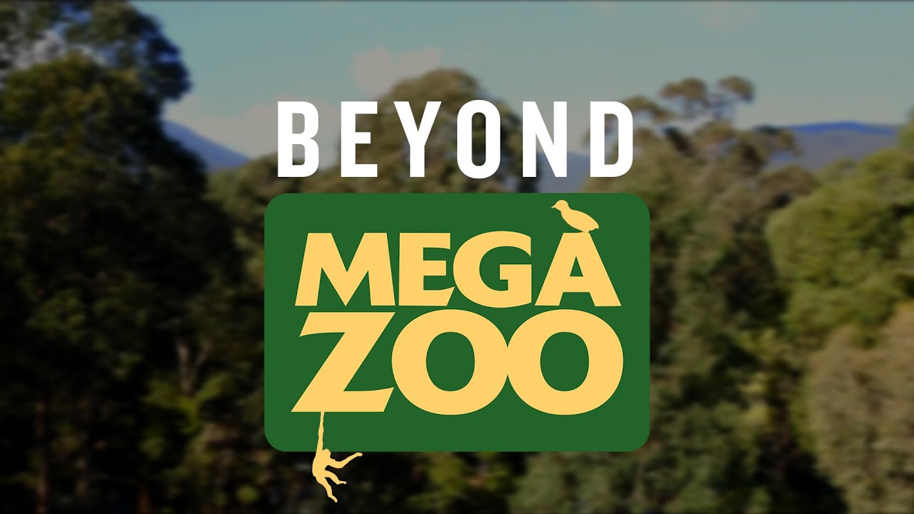 Beyond Mega Zoo - the Mountain Pygmy-possum - YouTube