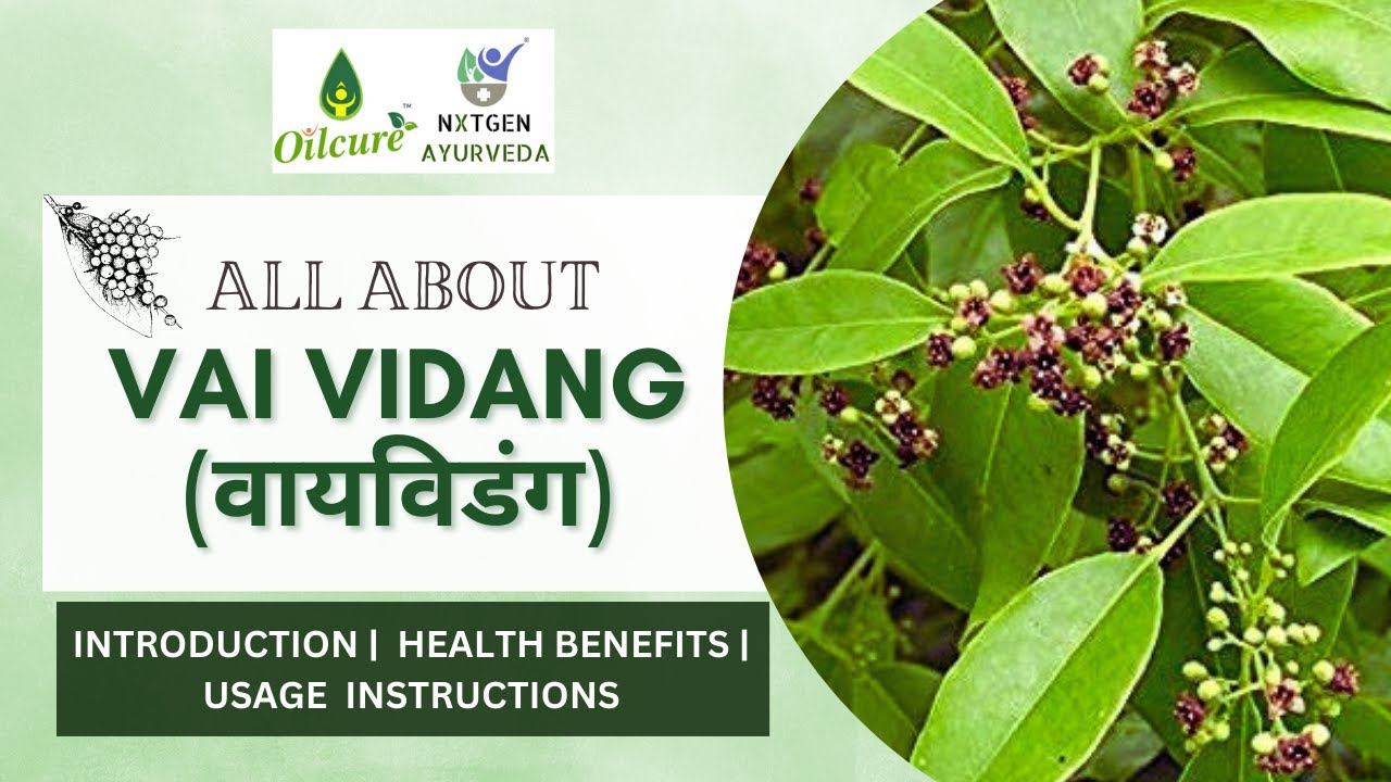 Vai Vidang | Embelia Ribes | Health Benefits Revealed| Wellness | Usage ...