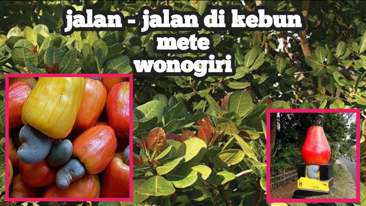 JALAN JALAN DI KEBUN METE WONOGIRI PART 1 #metewonogiri #buah #kebun # ...