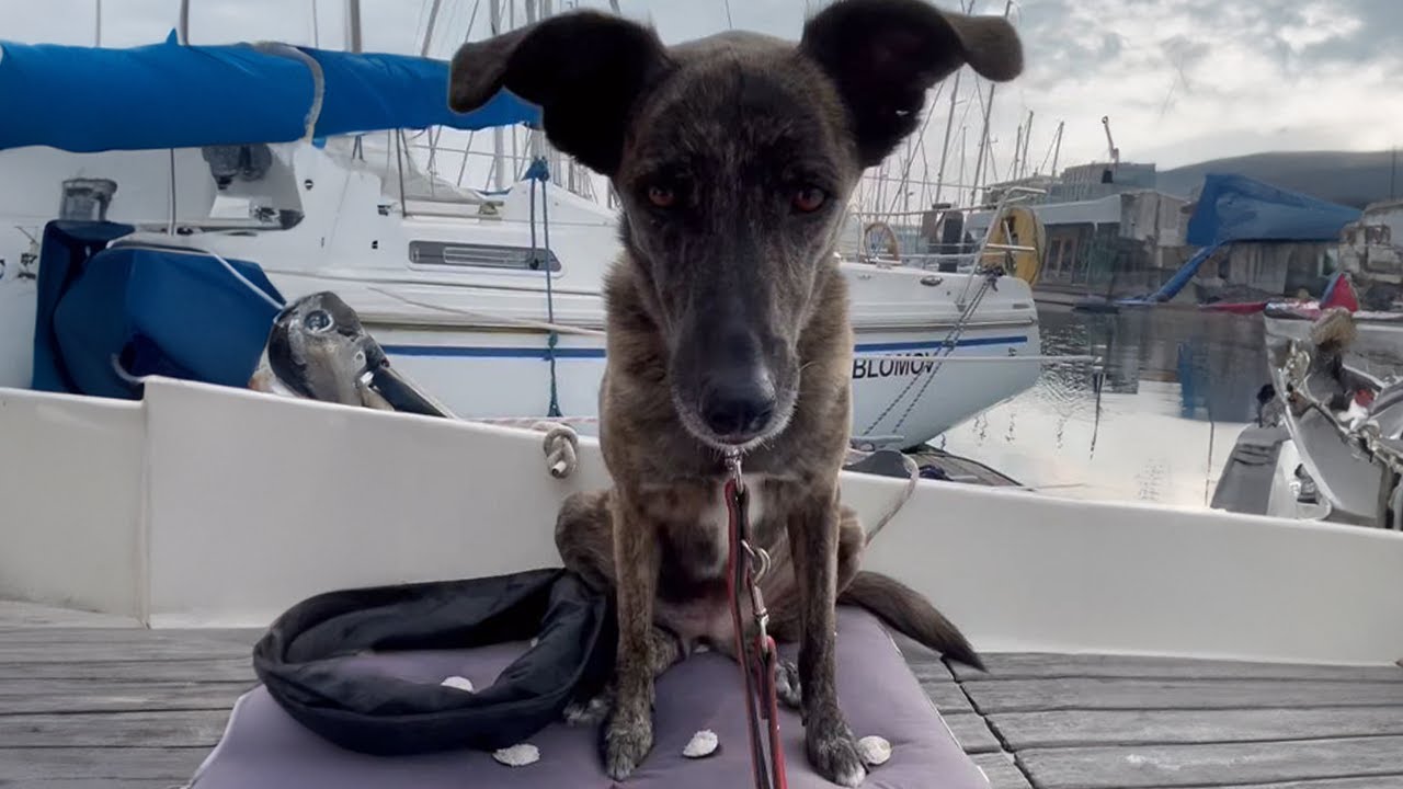 Abandoned Dog Now Lives on a Boat and Knows How to Sail | Cuddle ...