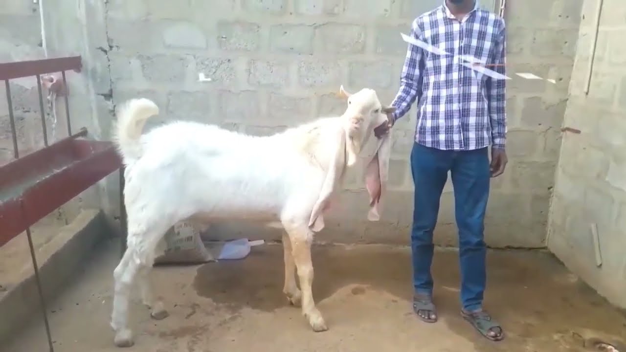 Most Biggest Goat In The World | Biggest Goat Breed In The World - YouTube