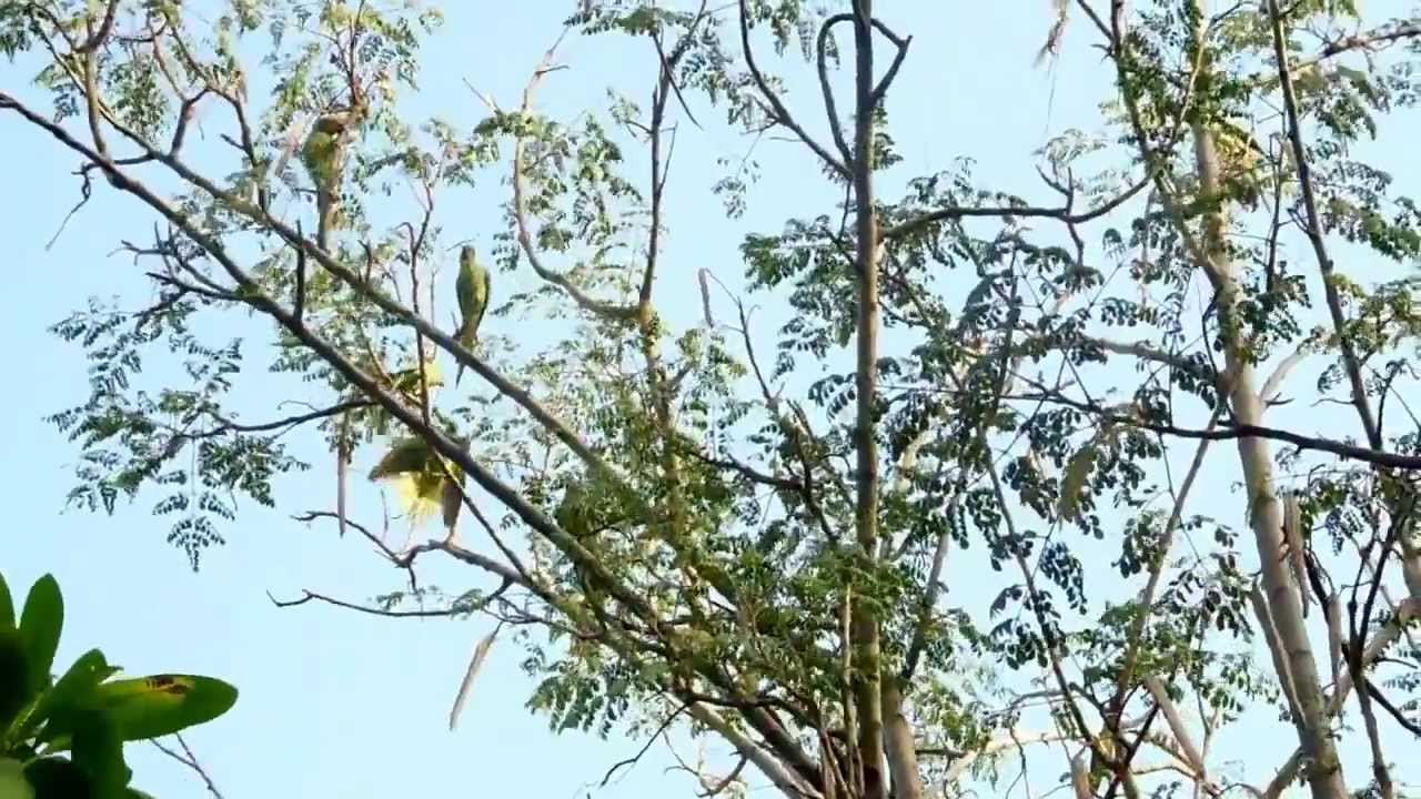 Group of Beautiful Parrots eating fruits on a tree. - YouTube