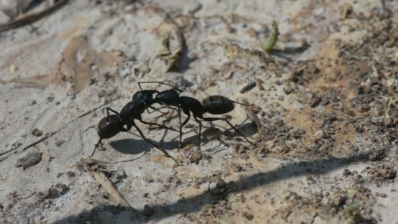 Japanese carpenter ant Camponotus japonicus territorial dispute - YouTube