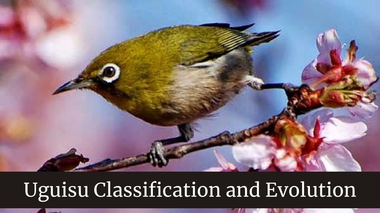 Uguisu Classification and Evolution || Uguisu Anatomy and Appearance ...
