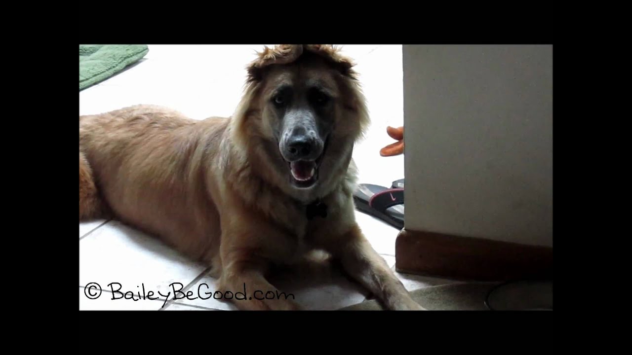 Shepherd/Leonberger Mix Puppy Bailey Trying to Get Mom's Attention ...