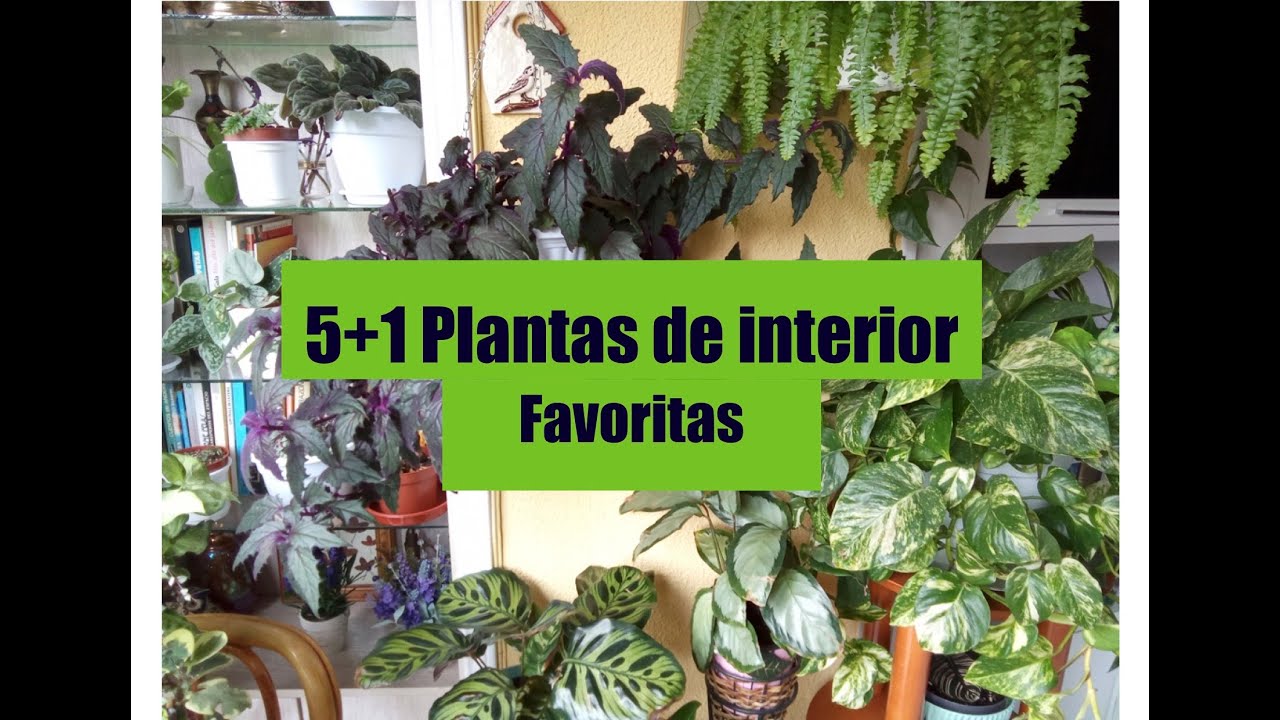 5+1 Pantas de interior favoritas - YouTube